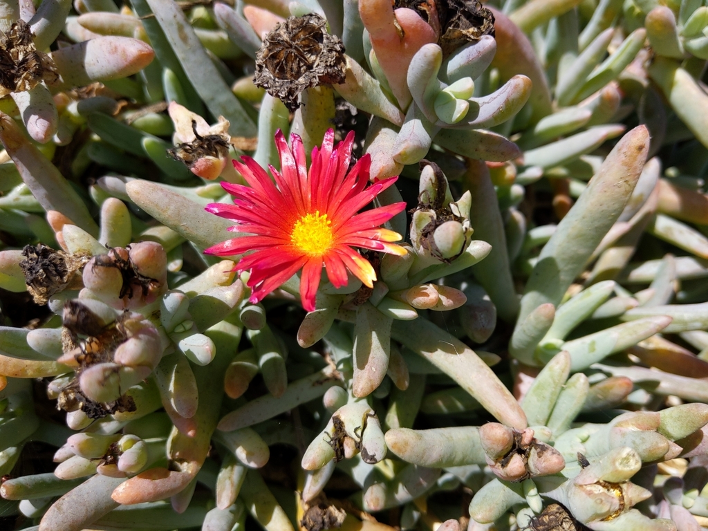 Malephora crocea (Tenerife Plants Cactaceae, Apocynaceae, Aizoaceae ...