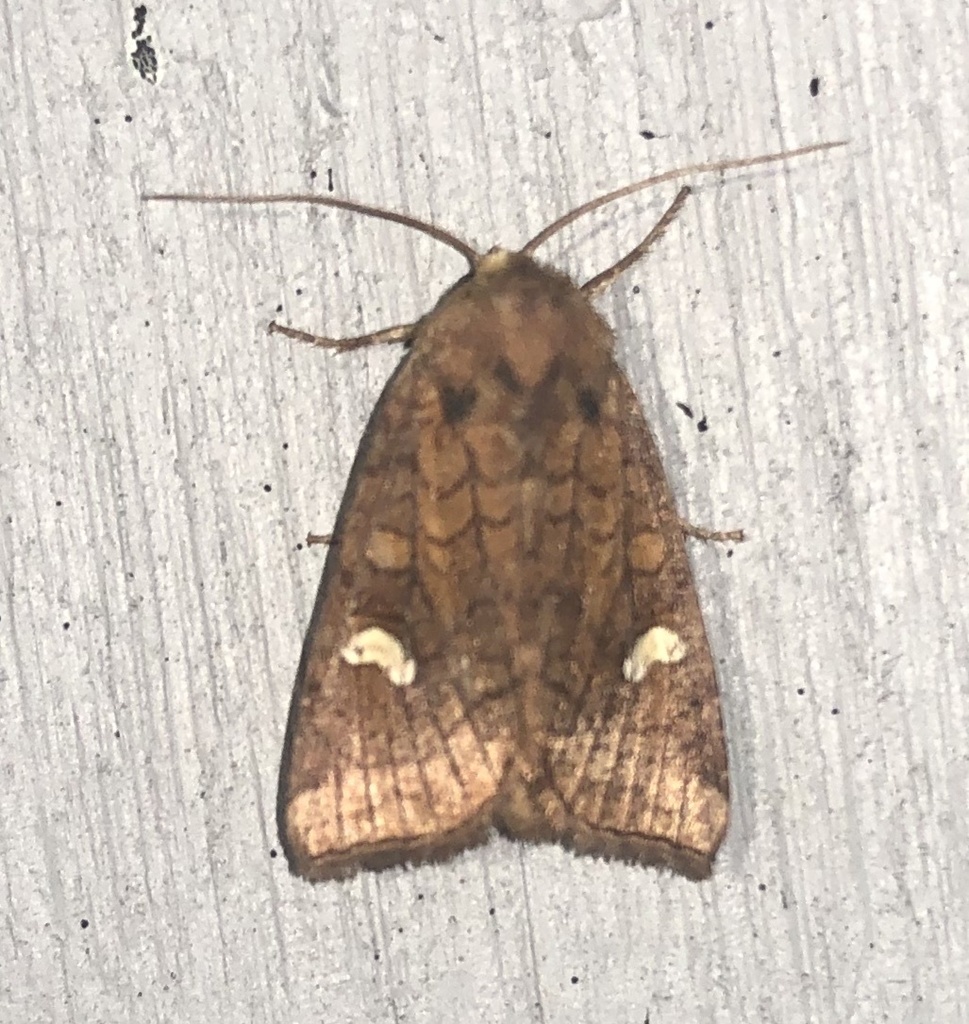 American Ear Moth from Bush Rd, Stone Ridge, NY, US on July 21, 2020 at ...