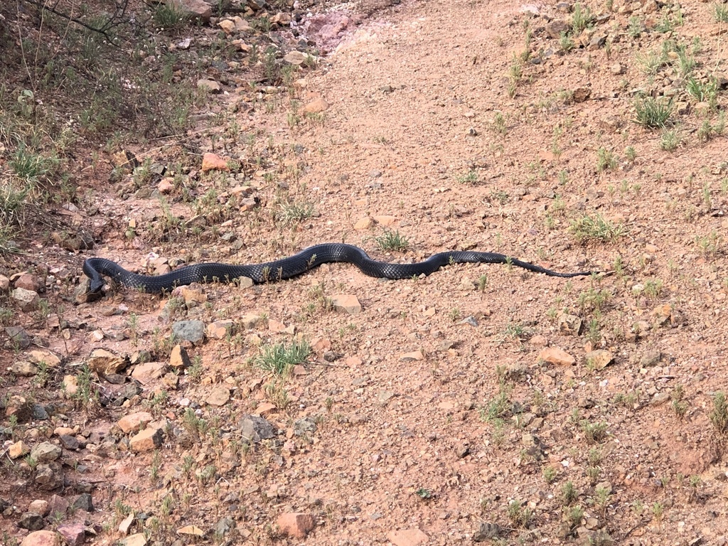 Central American Indigo Snake from Moctezuma, MX-SO, MX on July 19 ...