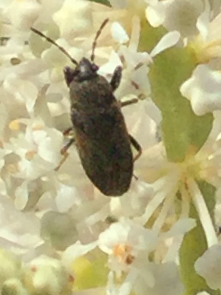 Introduced Dirt-colored Seed Bug from Willow St, South Portland, ME, US ...