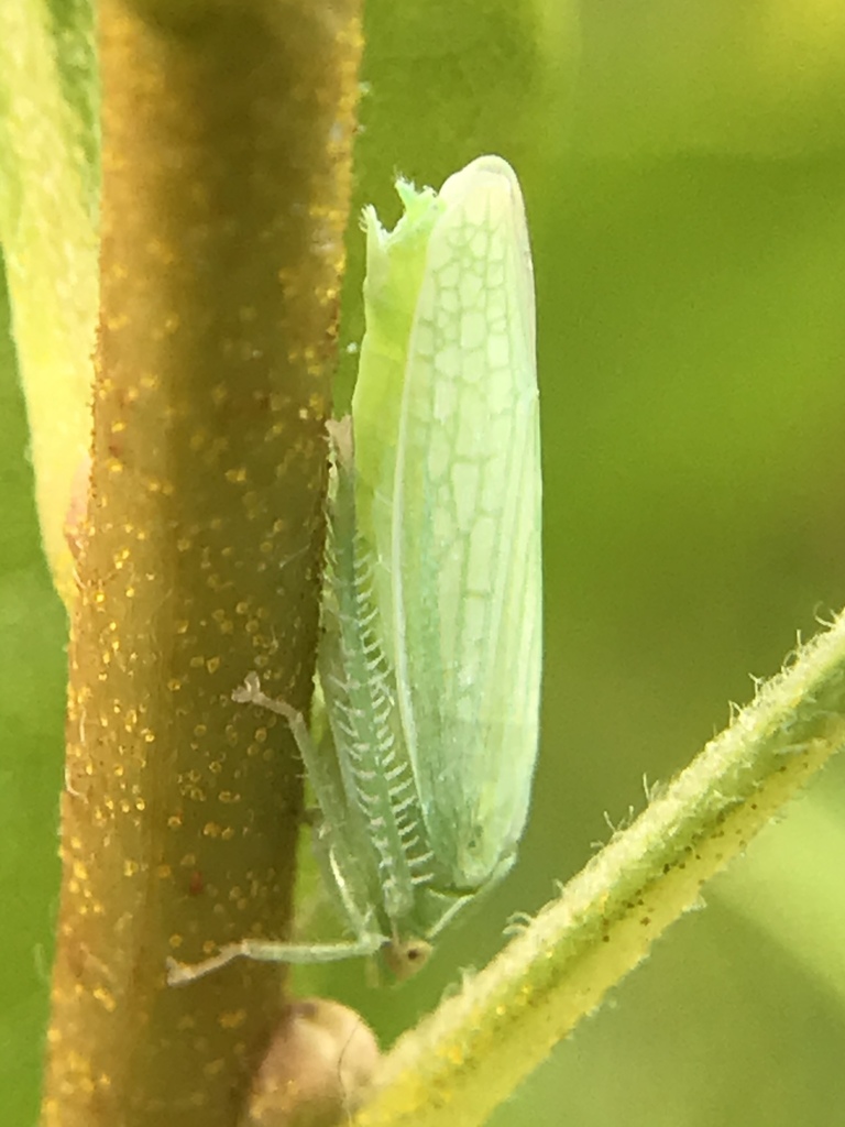 Gyponana from Cape Island, Cape May, NJ, US on July 22, 2020 at 09:49 ...