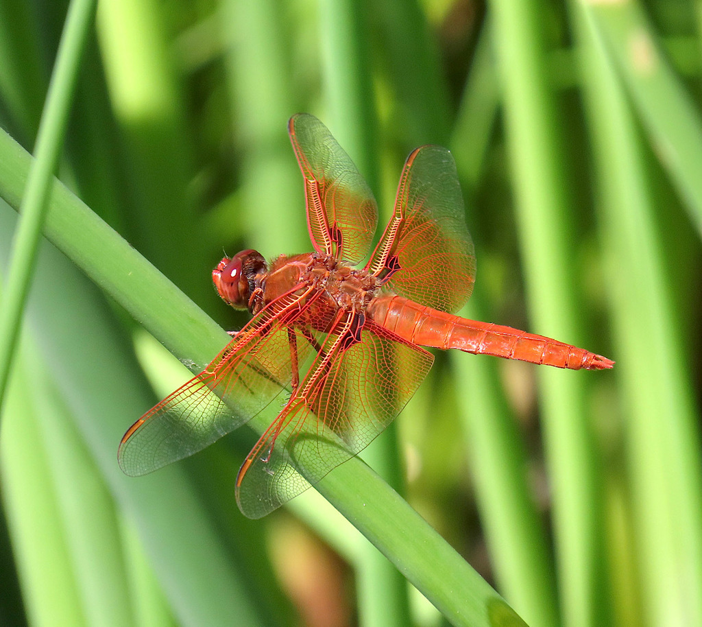 Flame Skimmer from Salmon Creek Park/Klineline Pond, Clark Co ...