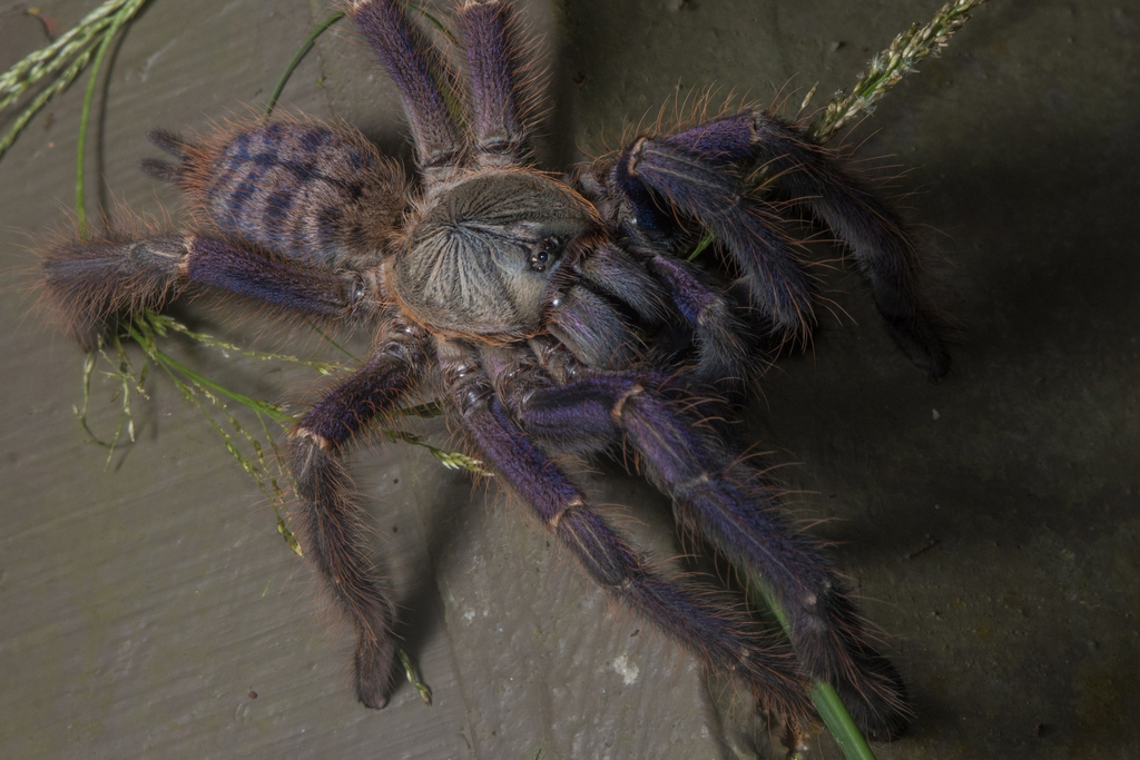 Malaysian Purple Earth Tiger Tarantula in July 2014 by antonsrkn ...