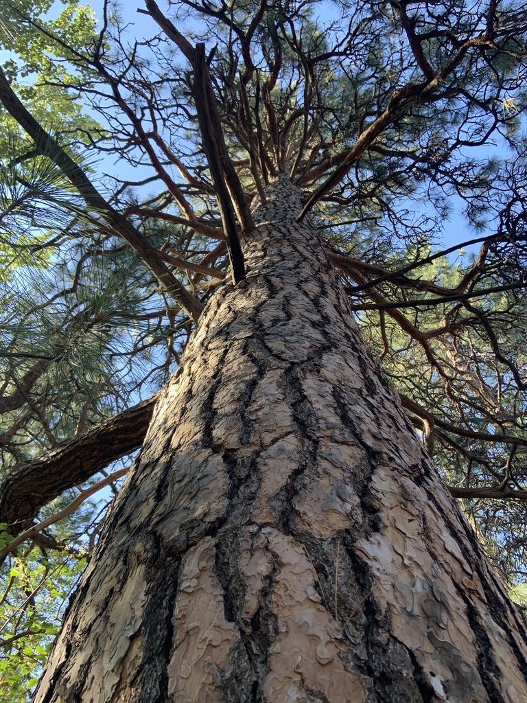 Ponderosa Pine from Okanagan-Similkameen C, BC, CA on July 22, 2020 at ...