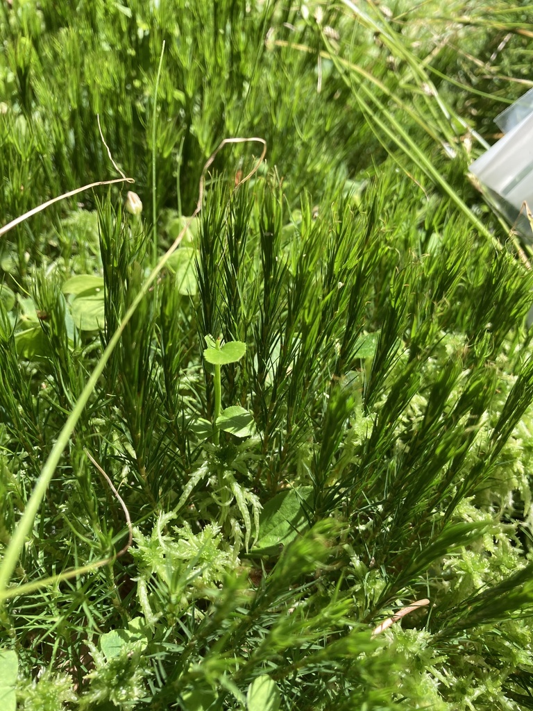 Common Haircap Moss from Bayreuth, DE-BY, DE on July 22, 2020 at 12:23 ...