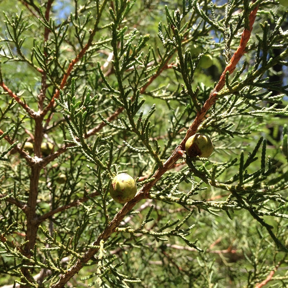 alligator juniper from Soltepec, Puebla, Mexico on June 22, 2017 at 01: ...