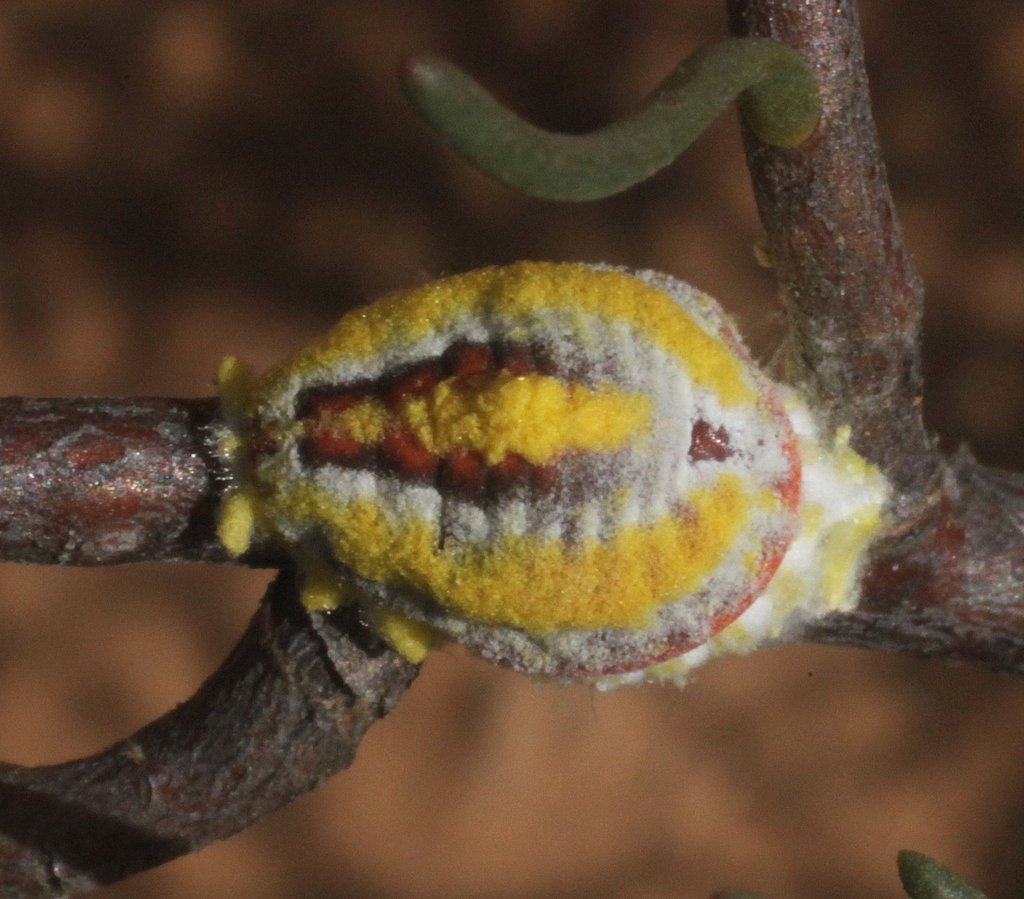 Giant Scale Insects from South Newdegate WA 6355, Australia on August ...