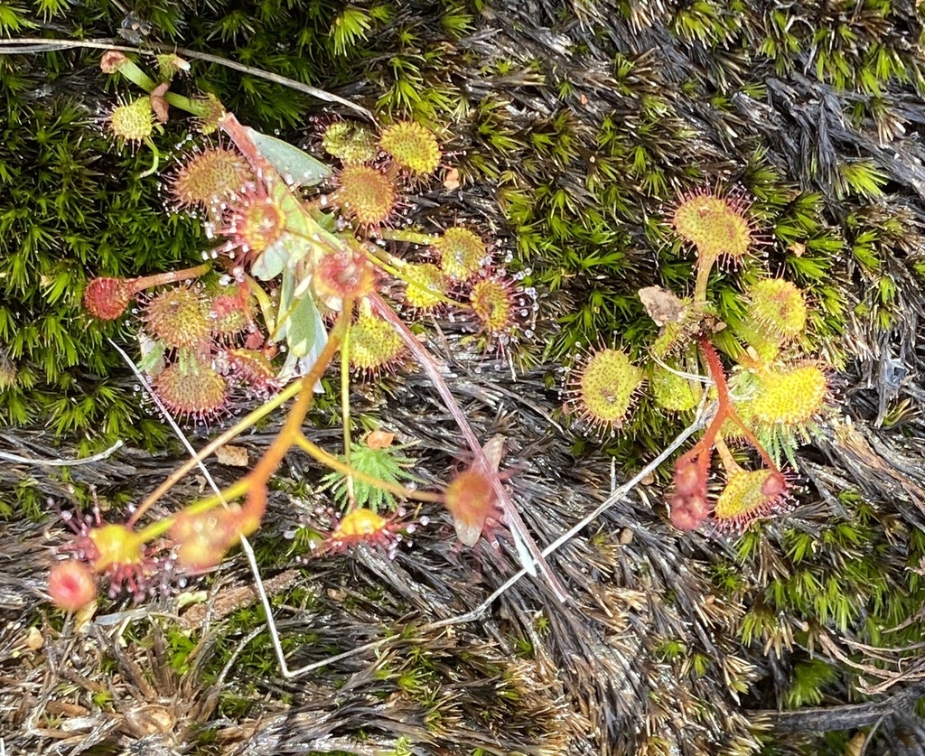 Sturdy Sundew (Drosera andersoniana) - Botanical Realm