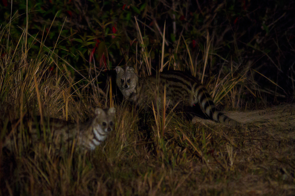 Small Indian Civet (Viverricula indica indica) - Know Your Mammals