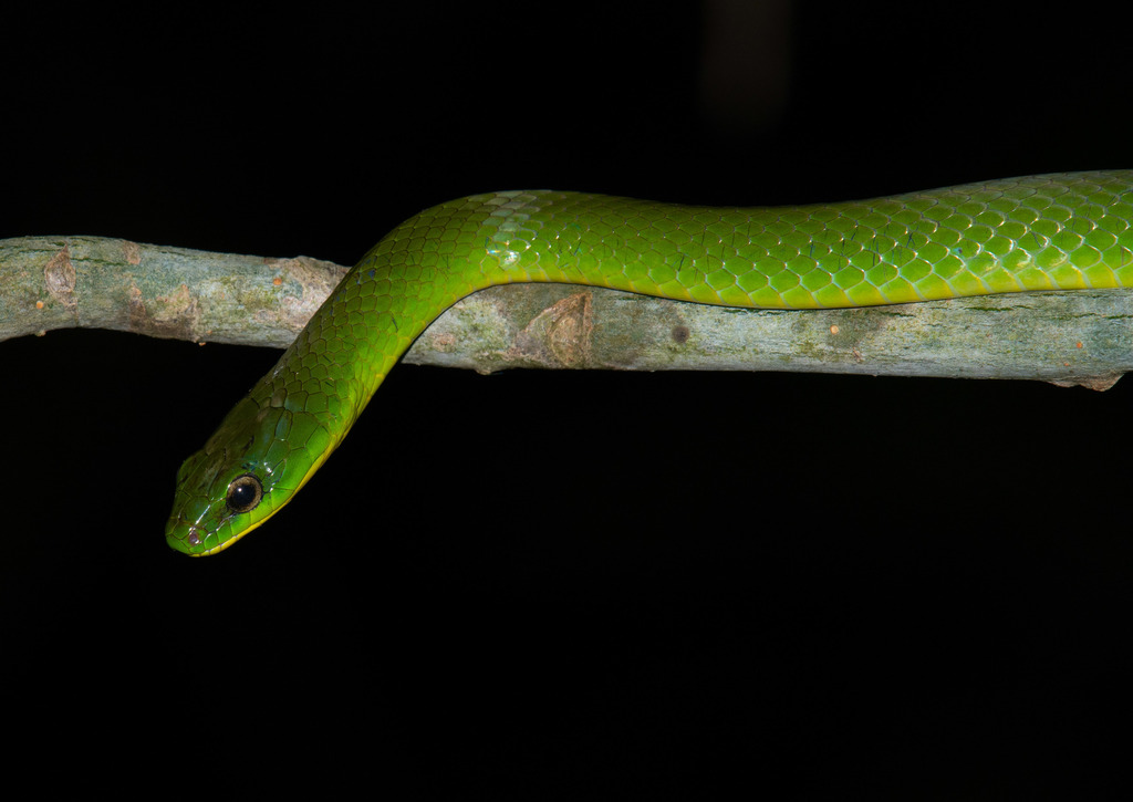 Chinese Green Snake from Pingtung County, Taiwan on July 22, 2020 at 09 ...