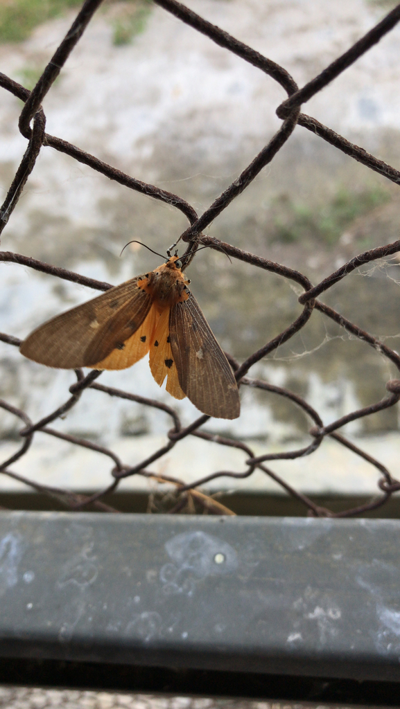 Tropical Tiger Moth from Brebes on July 23, 2020 at 09:19 AM by ak86 ...