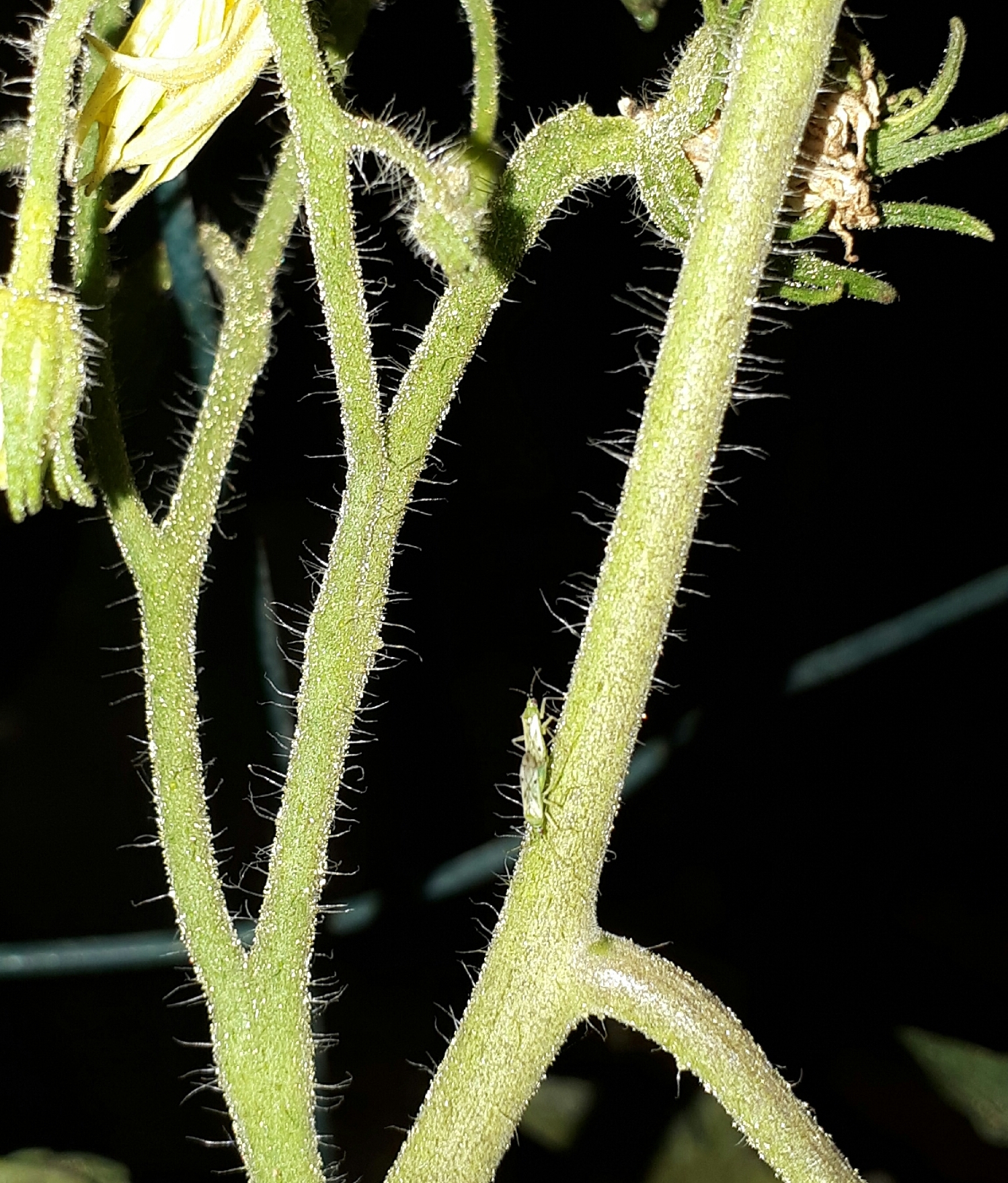 Nesidiocoris tenuis (Reuter, 1895)