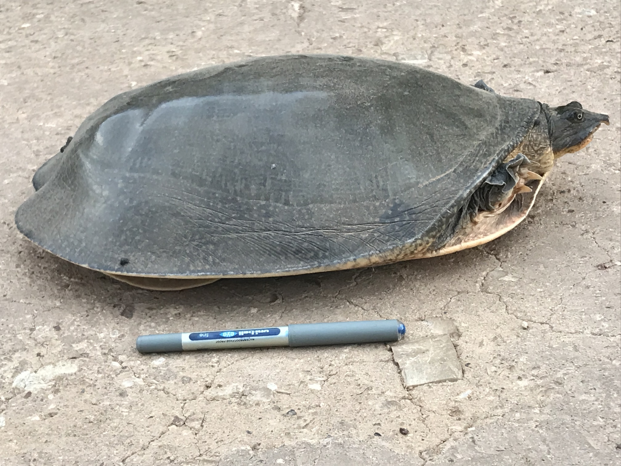 Cycloderma frenatum Peters, 1854