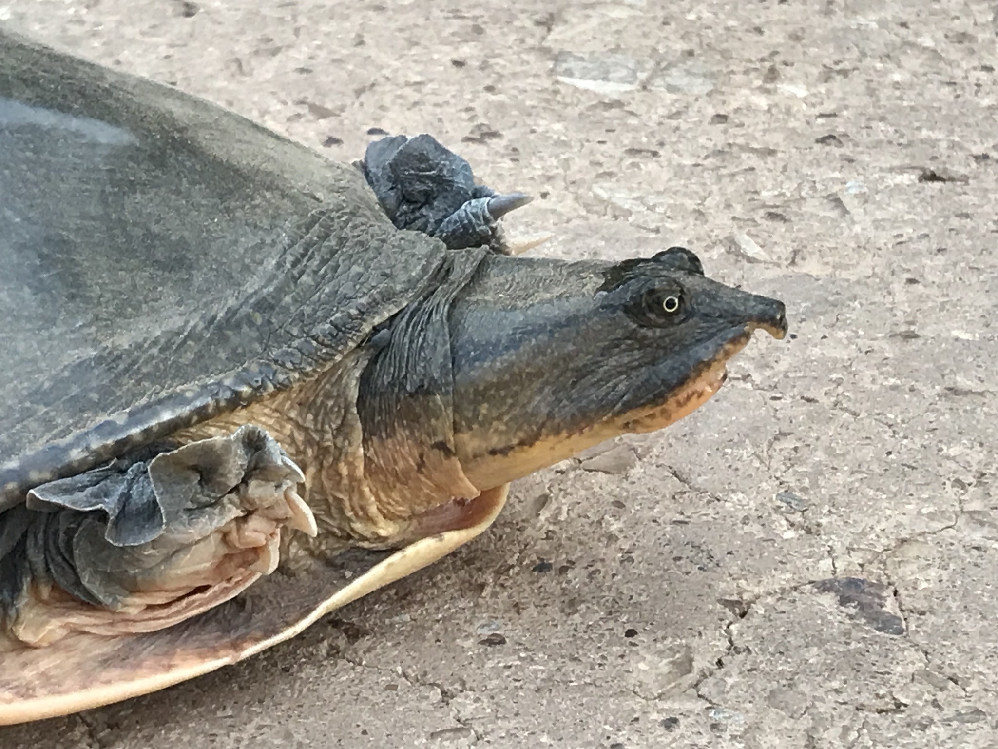 Cycloderma frenatum Peters, 1854