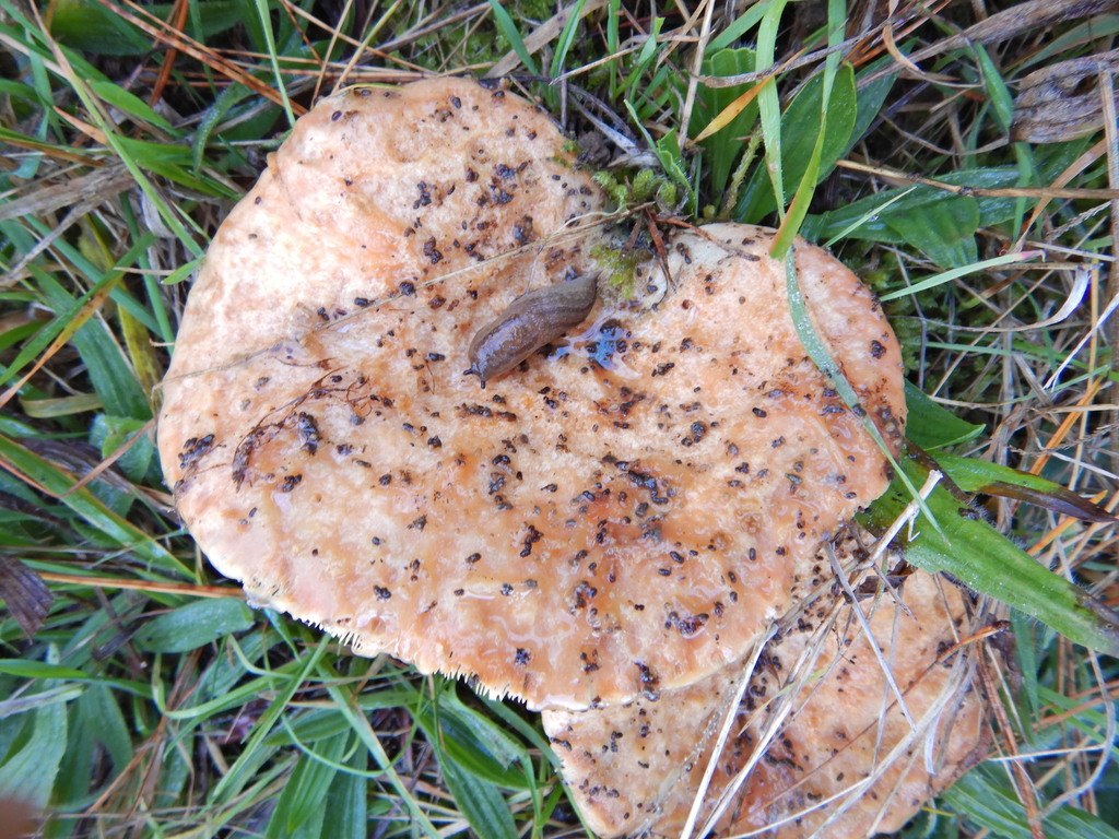 Threeband Slugs from Ballarat - Skipton Rail Trail north of Blind Creek ...