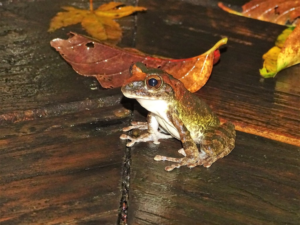 Robust Kajika Frog from 台灣新北市 on September 28, 2019 at 08:23 PM by ...