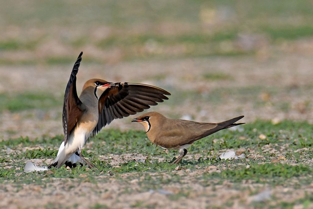 Oriental Pratincole (Birds of the British Indian Ocean Territory ...