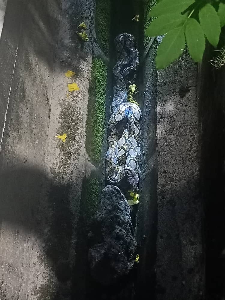 Reticulated Python from Persiaran Minang 4, Cheras, Selangor, MY on ...