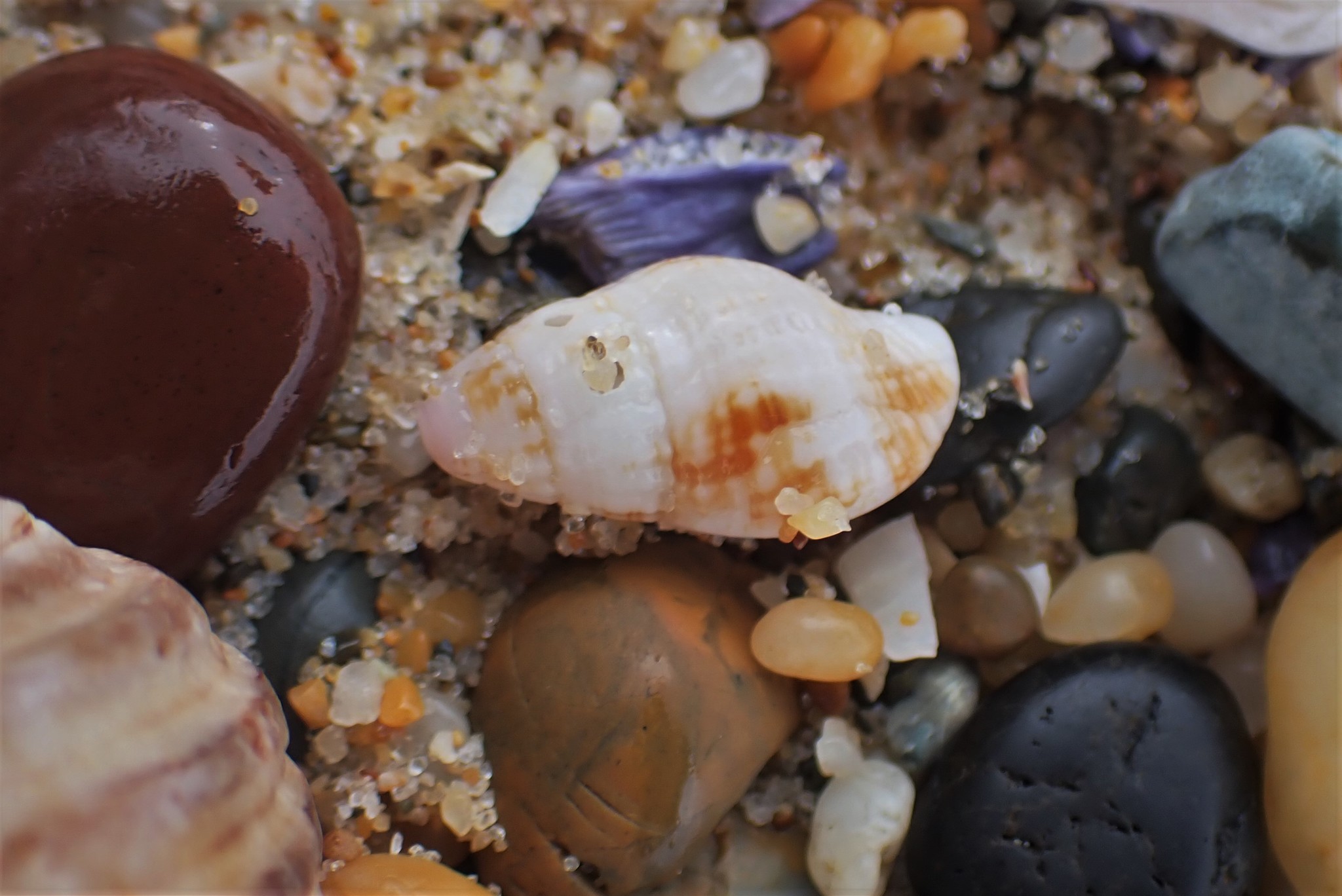 Prodotia iostoma (Gray, 1833)