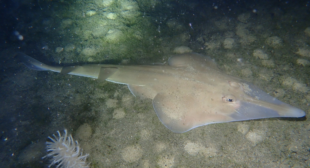 Eastern Shovelnose Ray from Sydney NSW, Australia on July 23, 2020 at ...