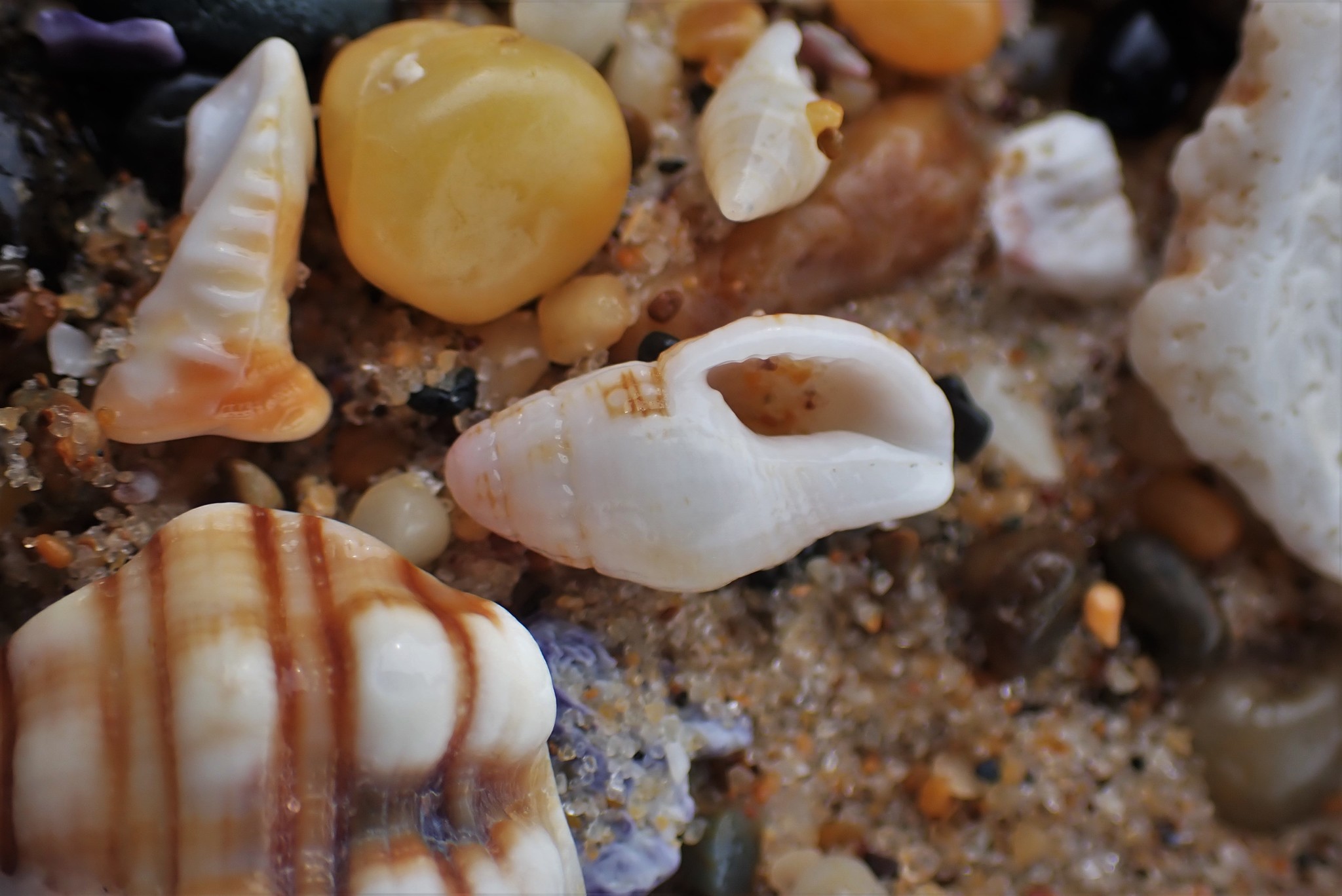 Prodotia iostoma (Gray, 1833)