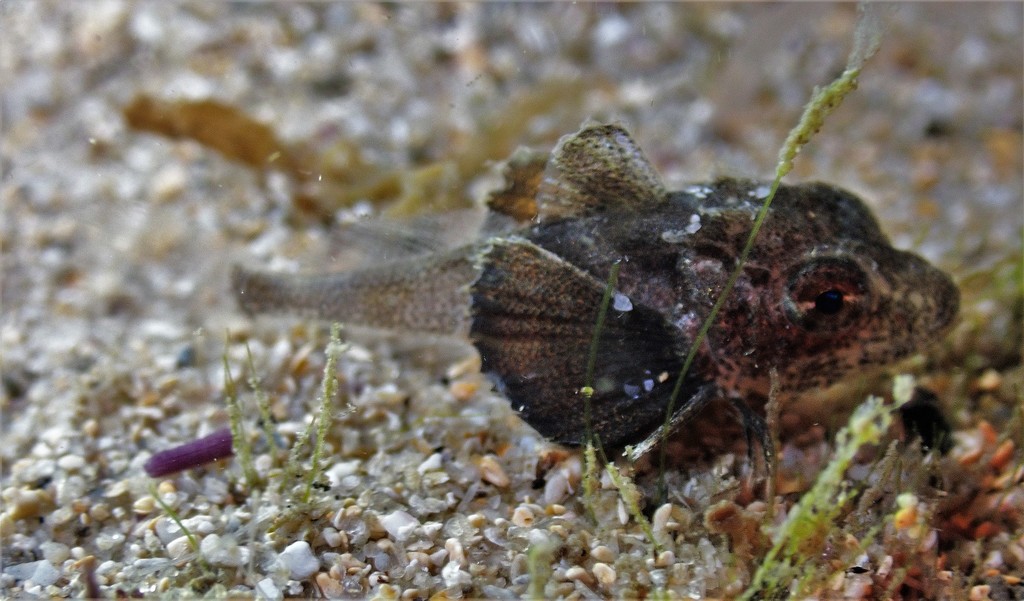 Red Gurnard (Fishes of Chowder Bay, Sydney, Australia) · iNaturalist