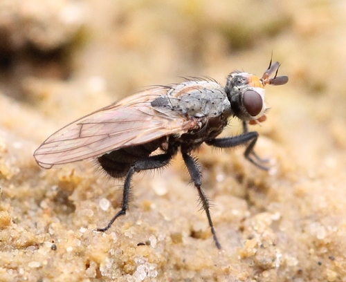 Genus Myopina · iNaturalist