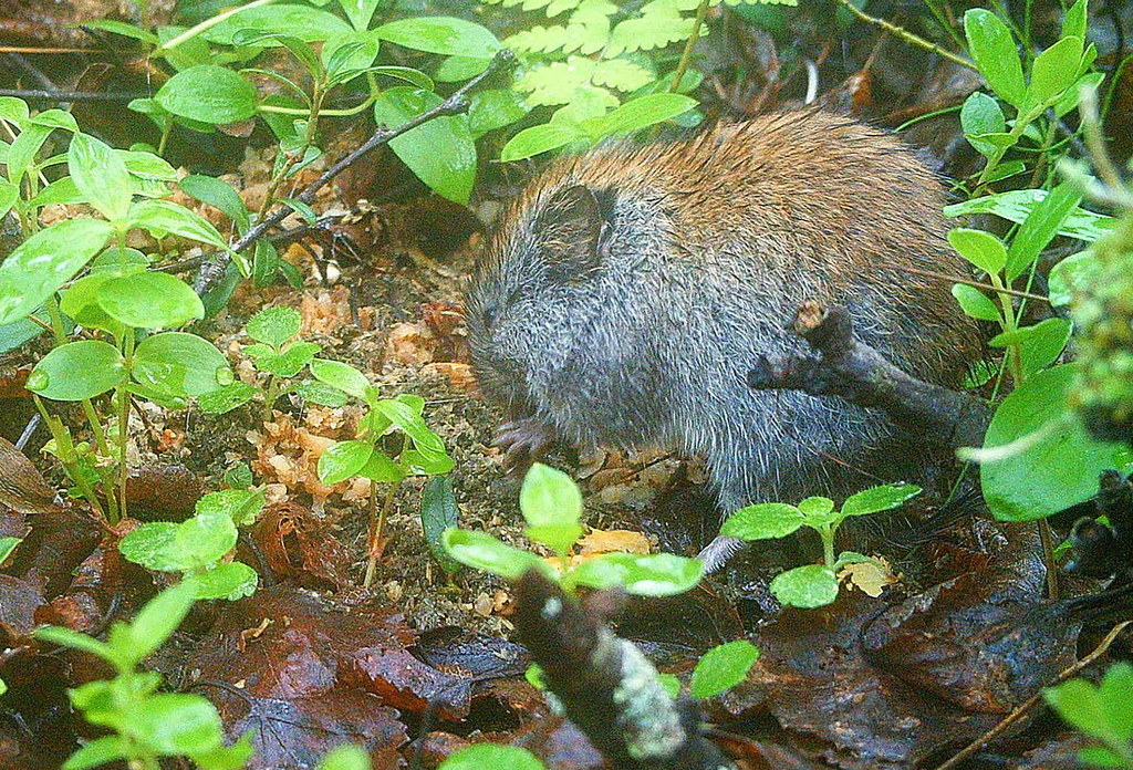 Grey Red-backed Vole from Holmfjell, Tana, Norge on July 21, 2020 at 04 ...