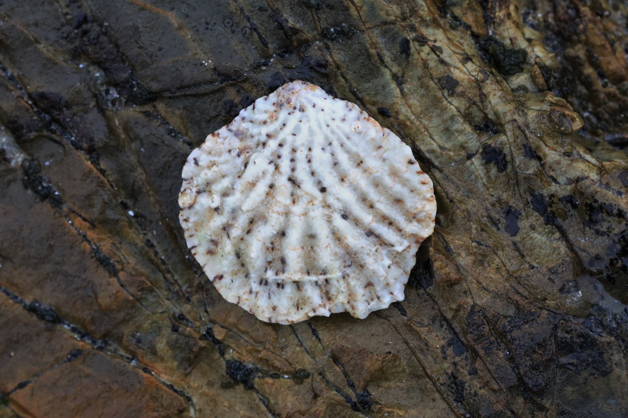 Plicatula australis Lamarck, 1819