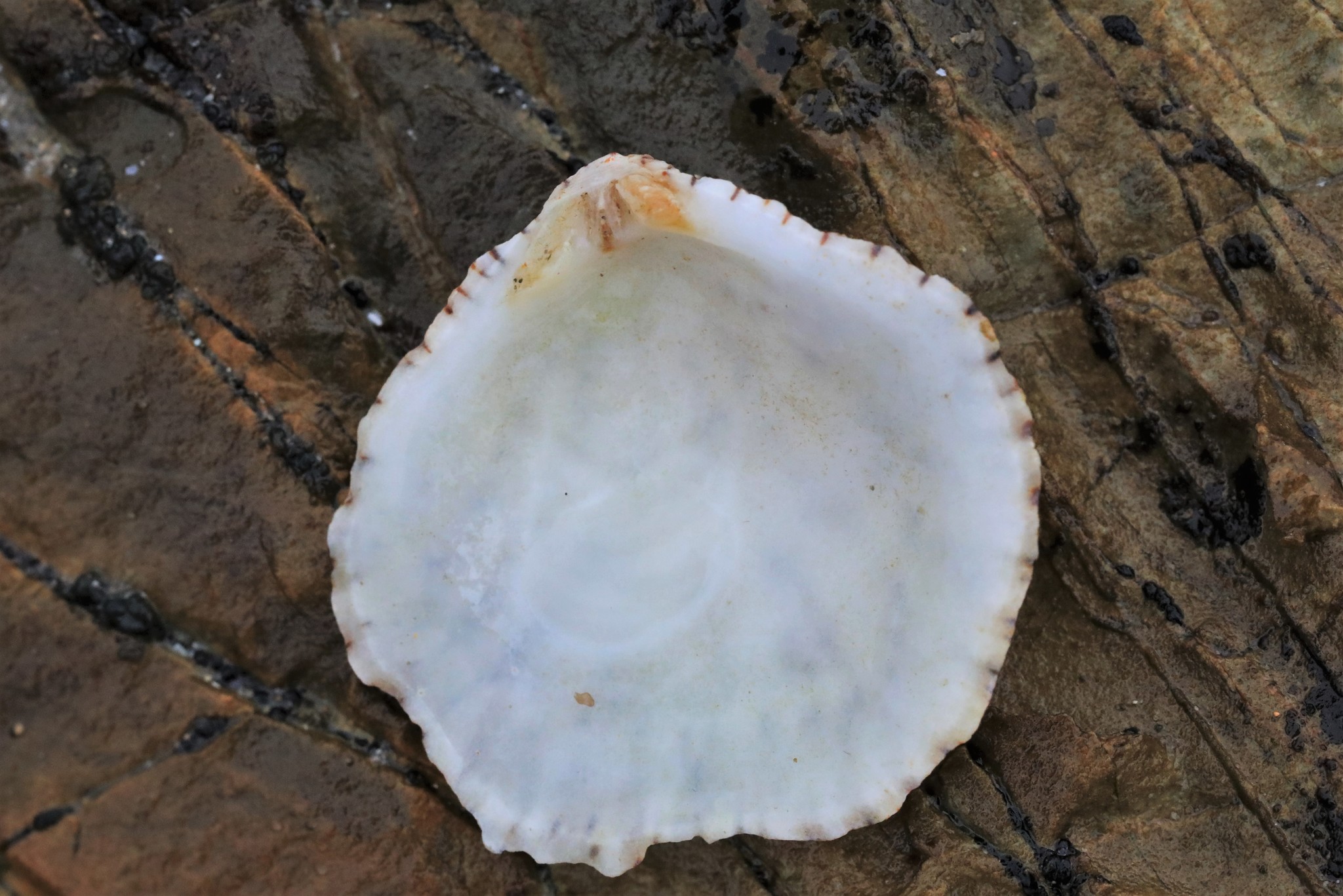 Plicatula australis Lamarck, 1819