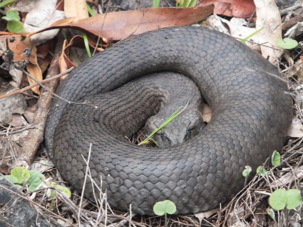 Southern Death Adder (Acanthophis antarcticus) - Snakes and Lizards