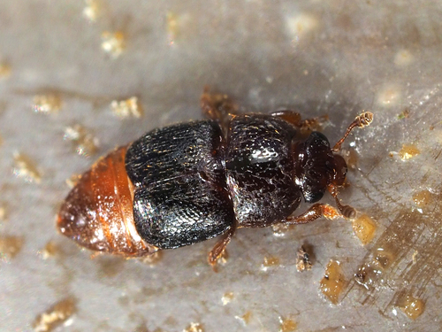 Colopterus abdominalis · iNaturalist