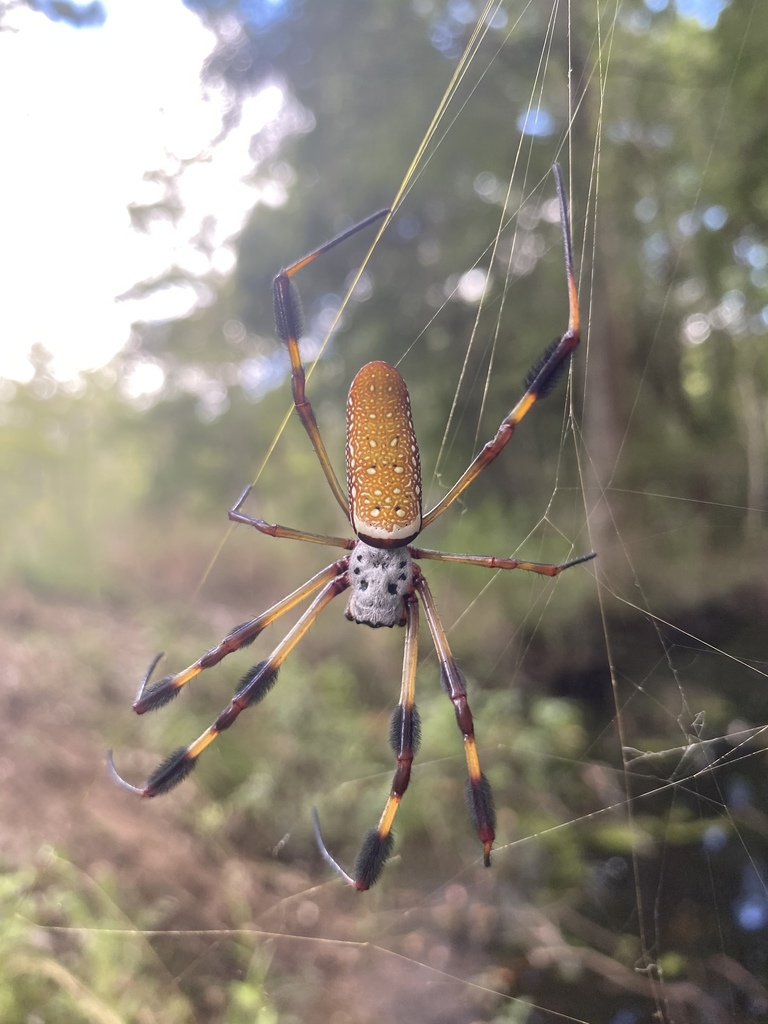 Golden Silk Spider from Rural West Ashley, Hollywood, SC, US on July 23 ...