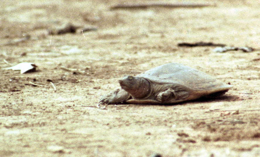 Senegal Flapshell Turtle in January 1975 by Dr Anh Galat-Luong ...