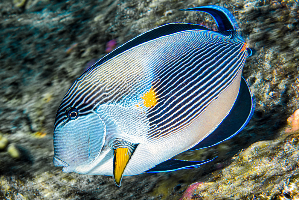 Sohal Surgeonfish (Edible Saltwater Fish ( Reef )) · iNaturalist
