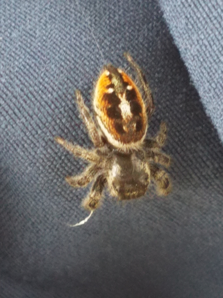 Phidippus in July 2020 by Erin Faulkner · iNaturalist