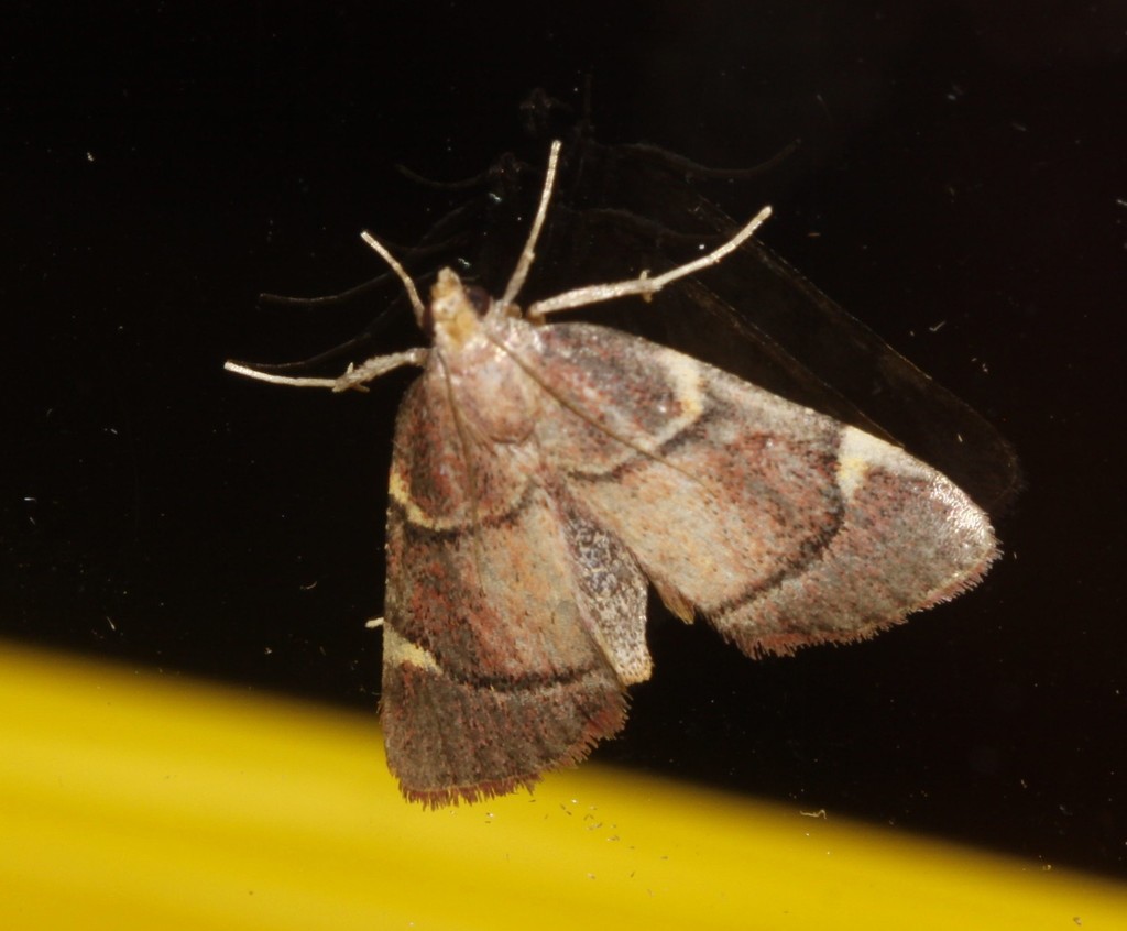 Spruce Needleworm Moth from Le Rocher-Percé, QC, Canada on July 19 ...