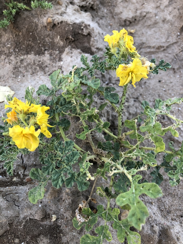 buffalo-bur from Llano River, Mason, TX, US on July 22, 2020 at 07:22 ...