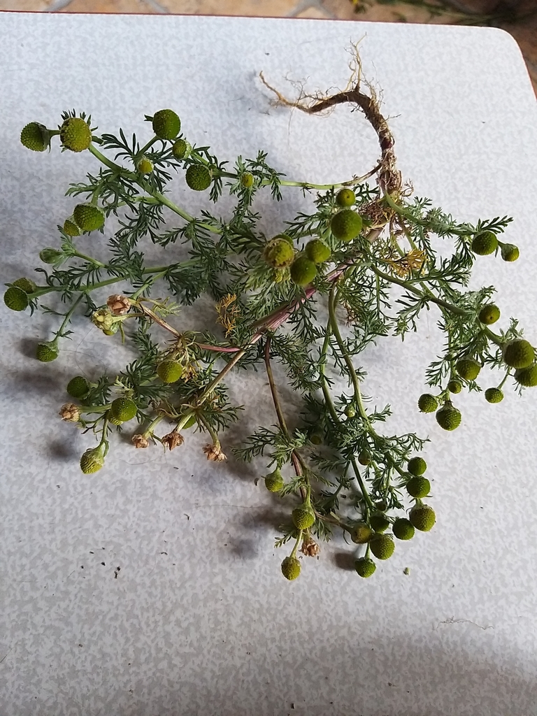 pineapple-weed from Ленинградская обл., Россия, 188826 on July 23, 2020 ...