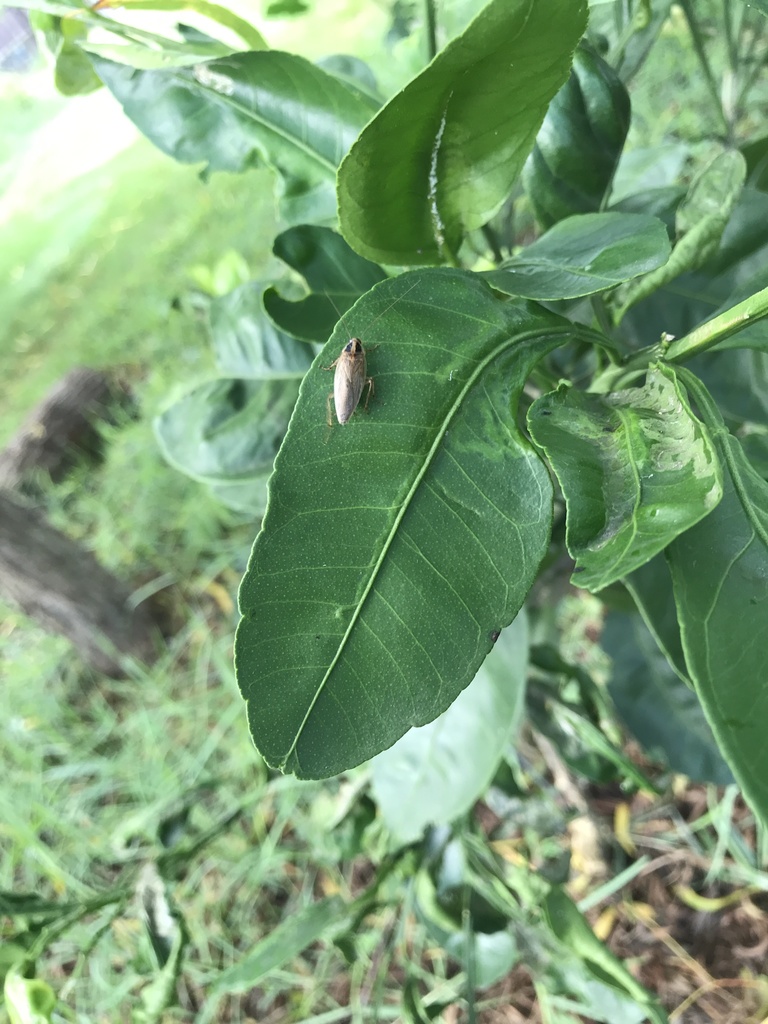 German Cockroach from Herman Brown Park, Houston, TX, US on July 23 ...