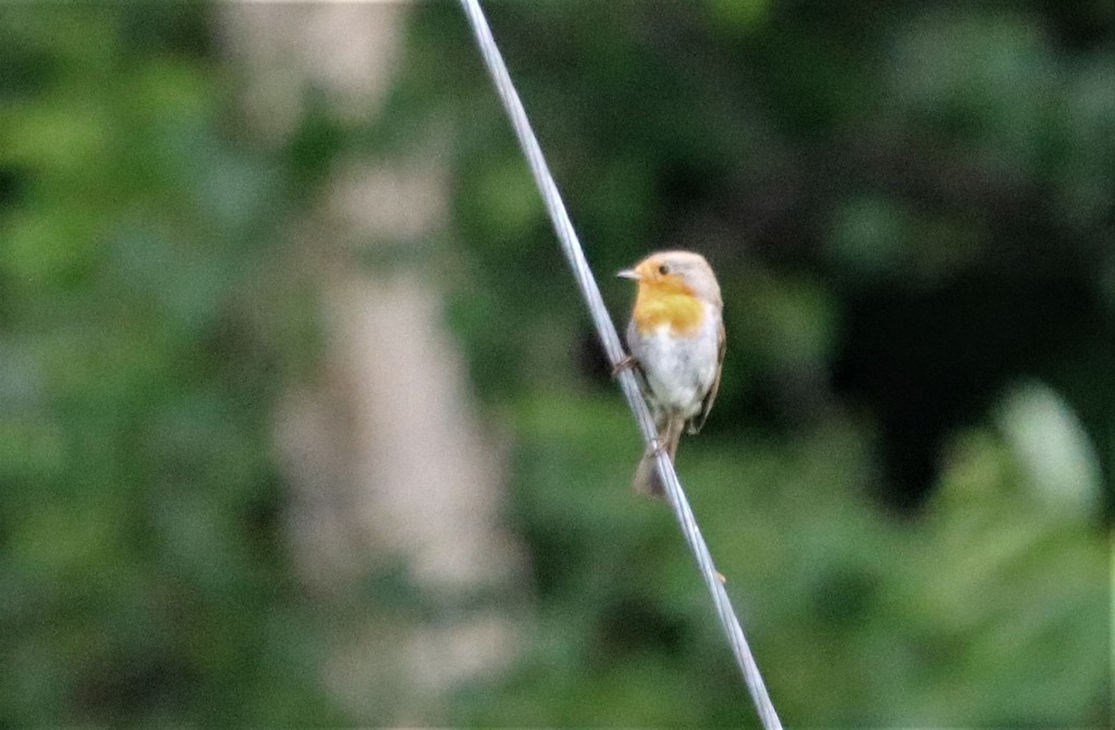 European Robin from Nolby, Sweden on June 29, 2019 at 04:56 AM by Aimee ...