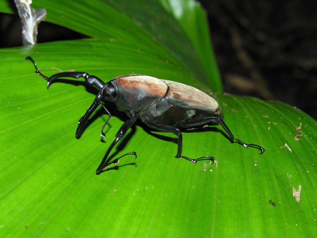 Protocerius from Kathu, Kathu District, Phuket, Thailand on July 21 ...