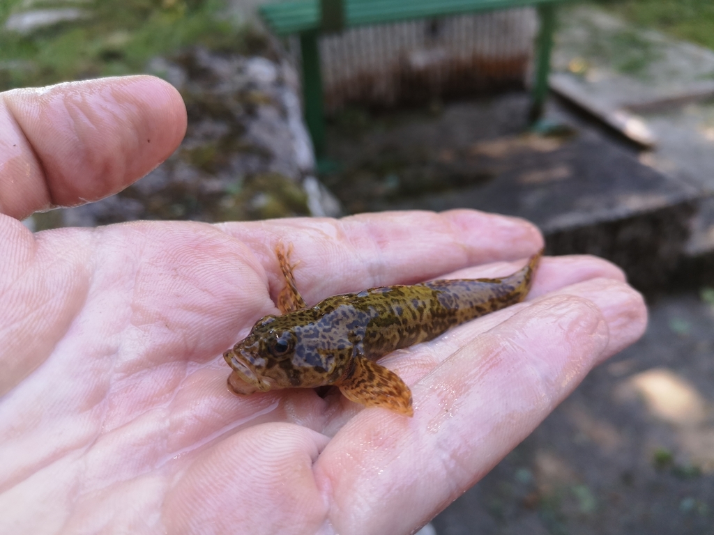 European Bullhead from Donje Primišlje, Croatia on July 6, 2020 at 01: ...