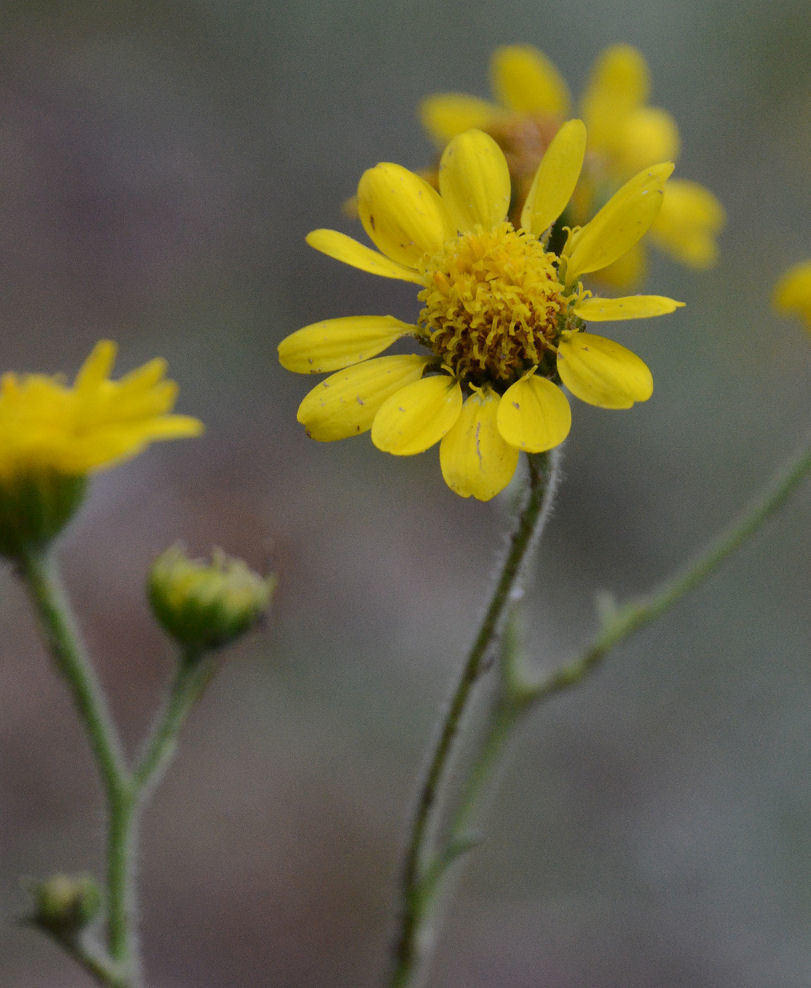 ragleaf bahia (Plants of Mueller State Park) · iNaturalist