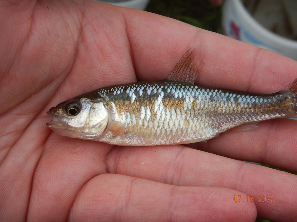 Common Shiner from Turner, South Dakota, United States on July 15, 2020 ...