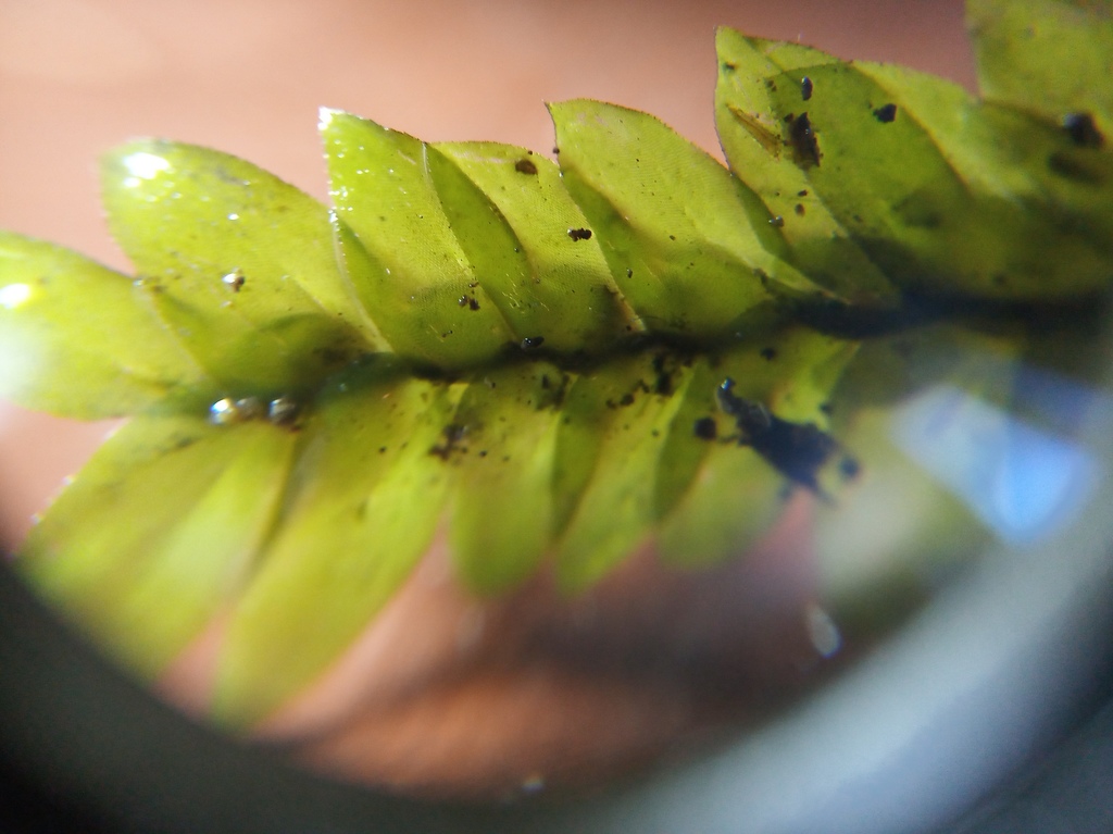 quill moss from Lewis Pass, New Zealand on February 03, 2020 at 09:12 ...