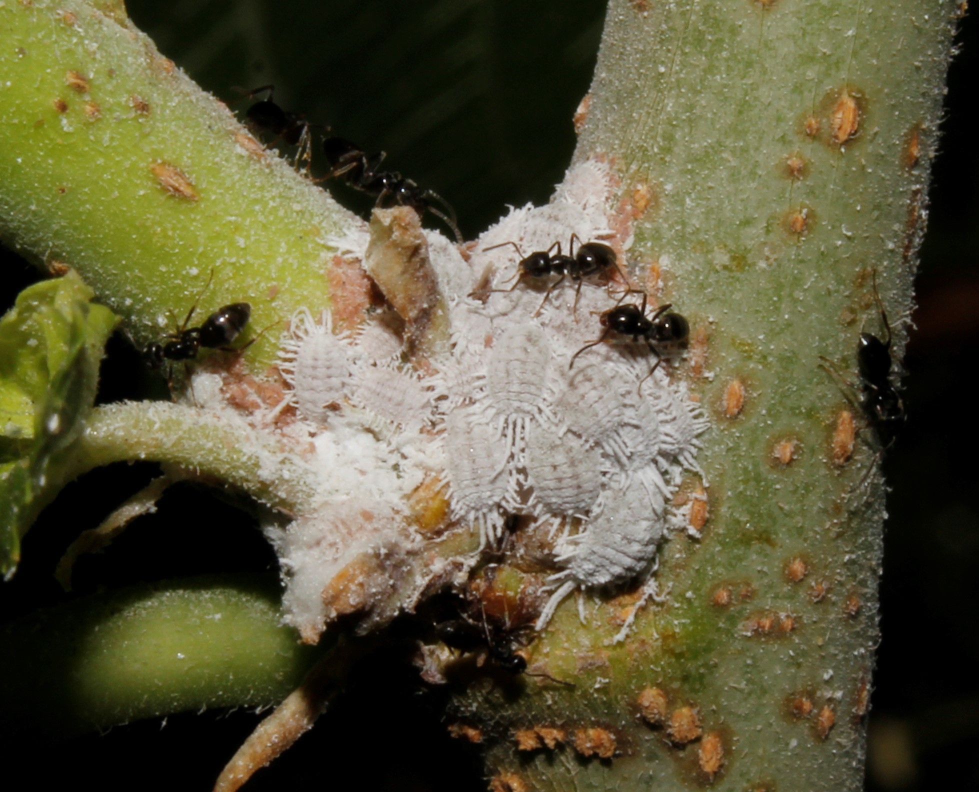 Planococcus citri (Risso, 1813)