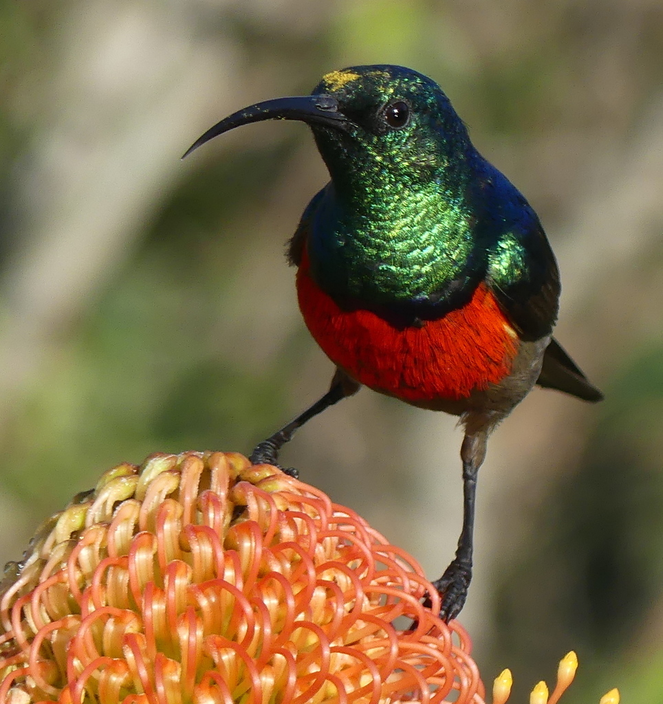 Southern Greater Double-collared Sunbird from Garden Route Botanical ...