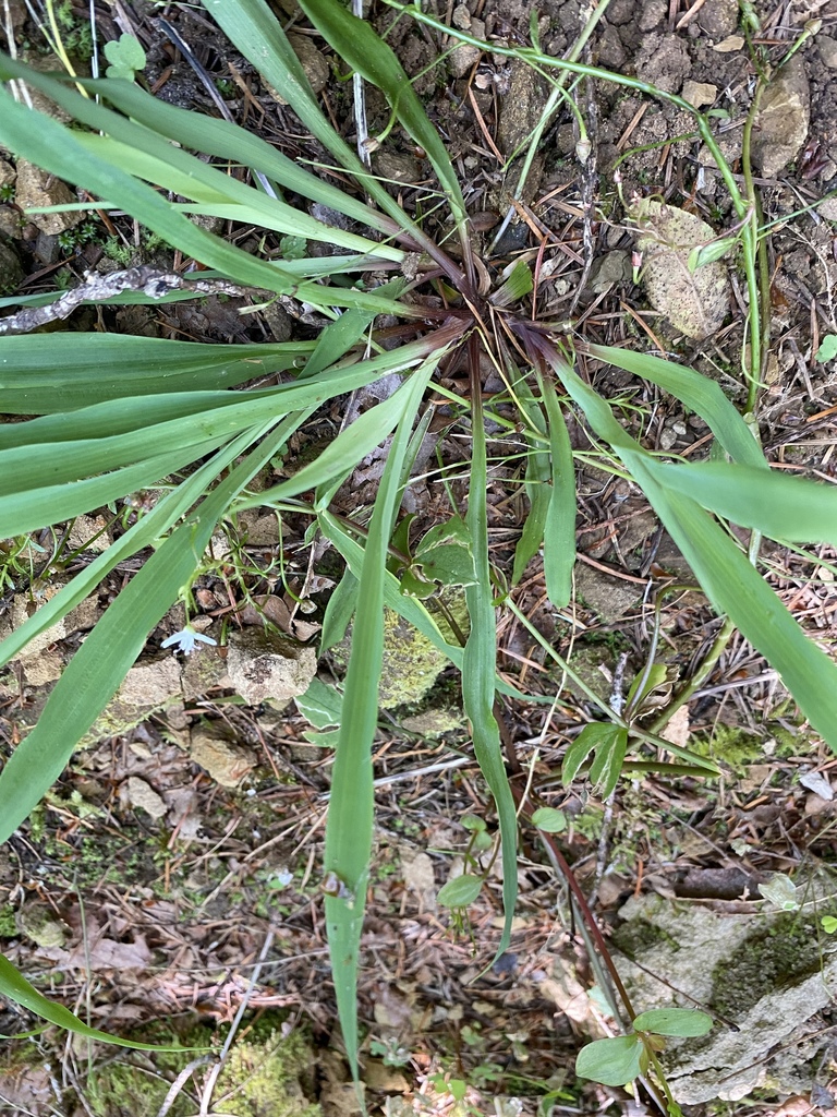 California sweet grass from Reedsport, OR, US on July 22, 2020 at 11:40 ...