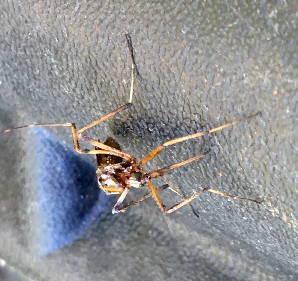 Gallinipper from Highlands County, FL, USA on July 21, 2020 at 10:42 AM ...